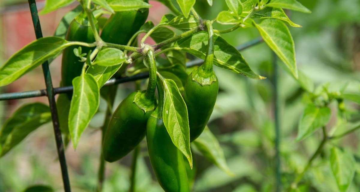 Concentra el noroeste el 54 por ciento de cosecha de chile | La ... Concentra el noroeste el 54 por ciento de cosecha de chile | La ...